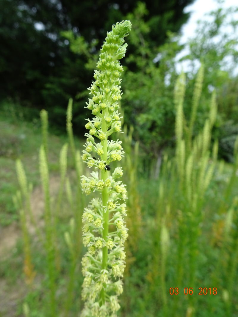 gaude – Couleurs en herbe